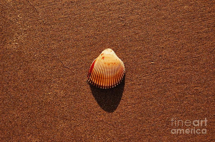 Beach Shell Photograph by Scott Diffee - Fine Art America