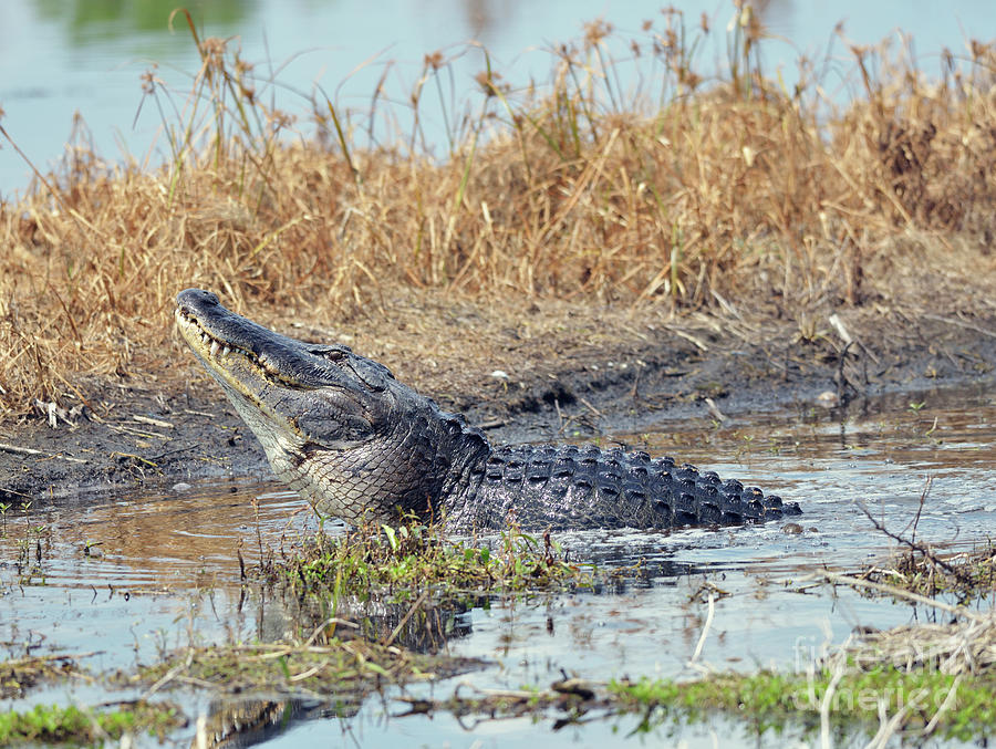 Alligator Growling for a Mate Photograph by Svetlana Foote - Fine Art ...