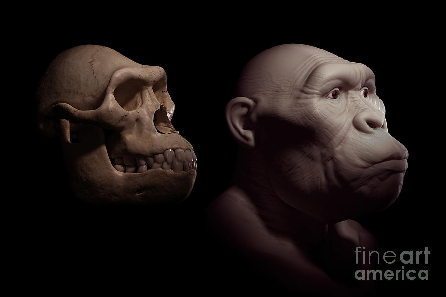 Australopithecus With Skull Photograph by Science Picture Co | Pixels