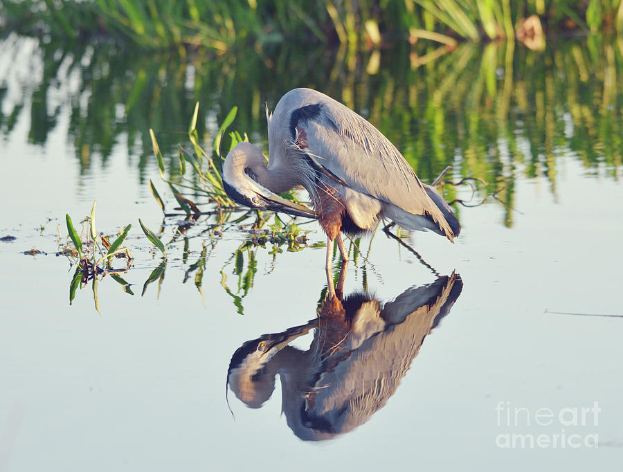 Great Blue Heron Photograph by Svetlana Foote - Fine Art America