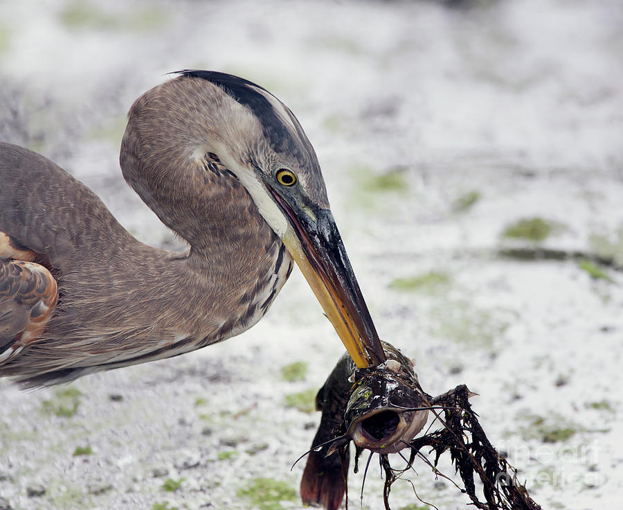 Great Blue Heron with a fish Photograph by Svetlana Foote - Pixels