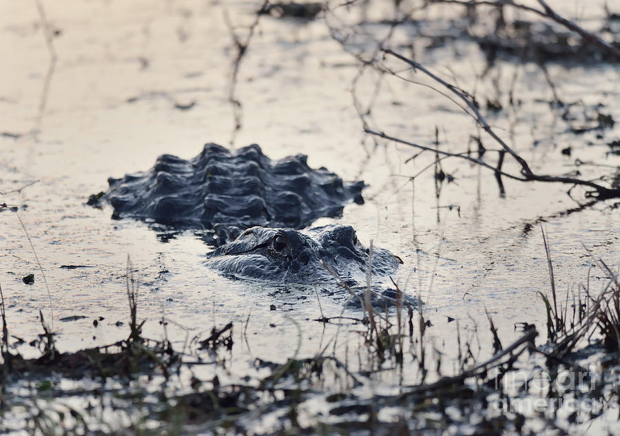 Large American Alligator Photograph by Svetlana Foote - Fine Art America
