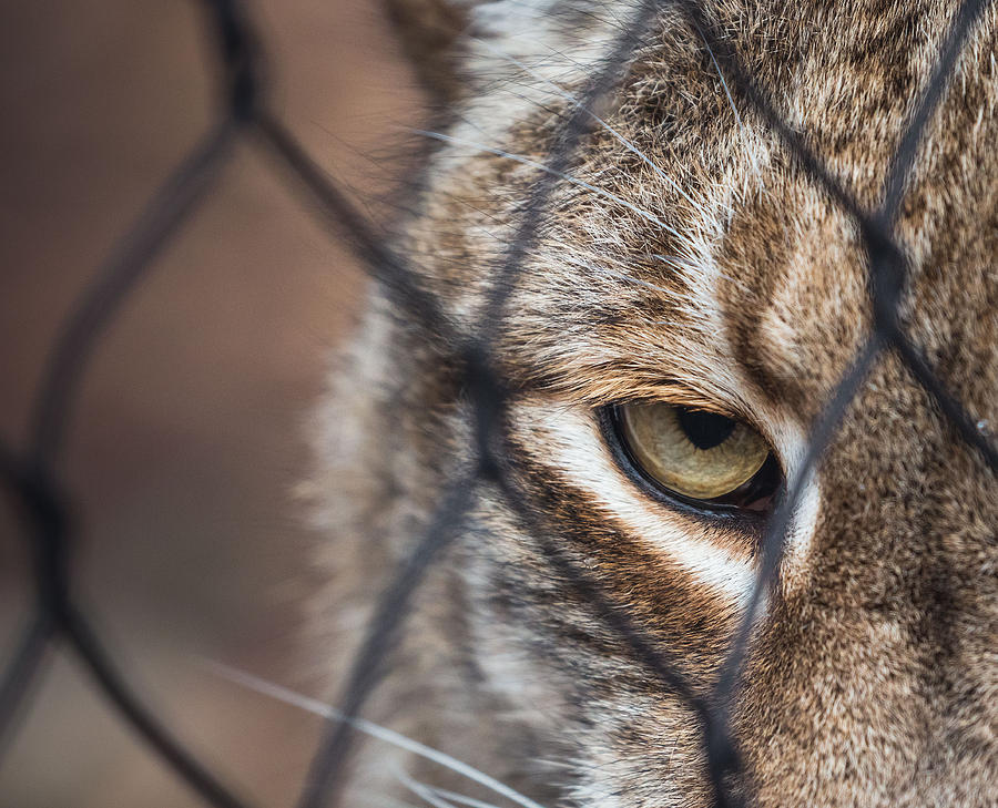 Siberian lynx Photograph by Konstantin Khanov - Fine Art America
