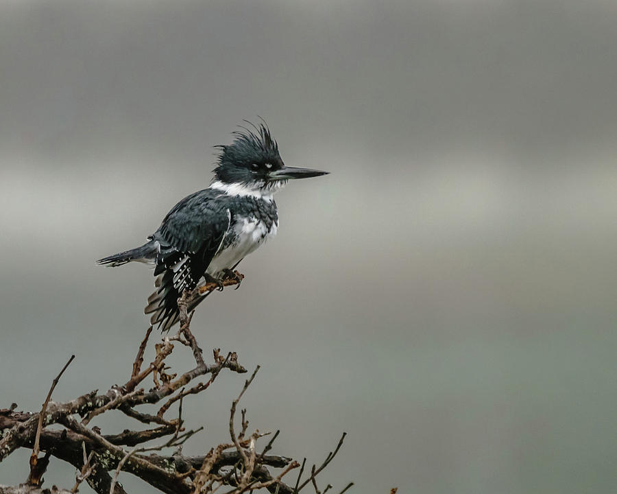 The Elusive One Photograph by David Kulp - Pixels