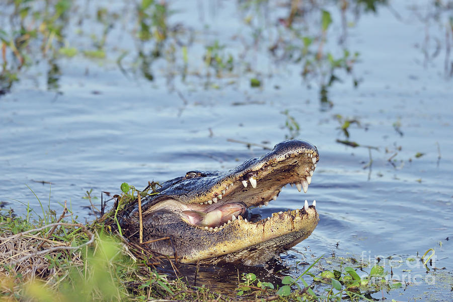 Wild Florida Alligator Photograph by Svetlana Foote | Fine Art America