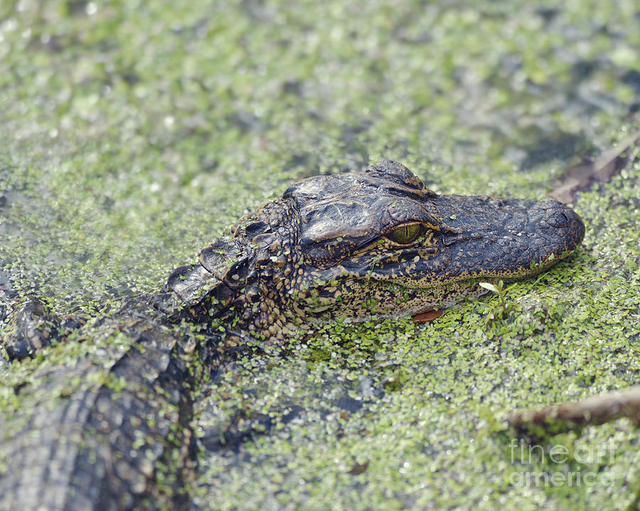 Young American Alligator Photograph by Svetlana Foote