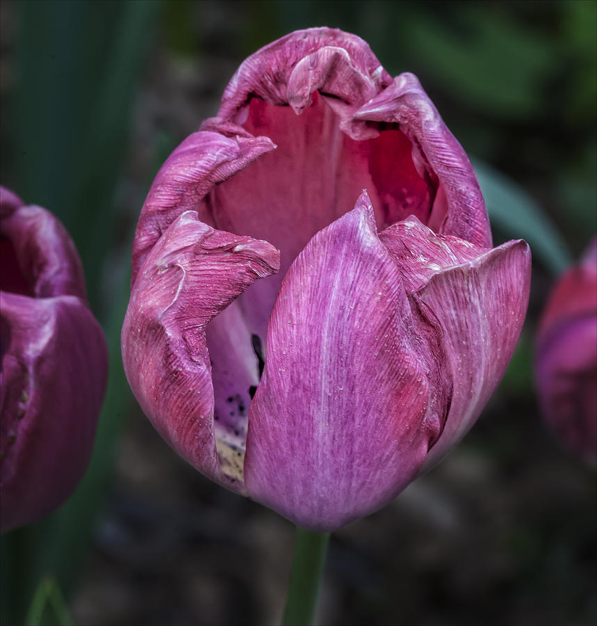 Tulip Photograph by Robert Ullmann - Fine Art America