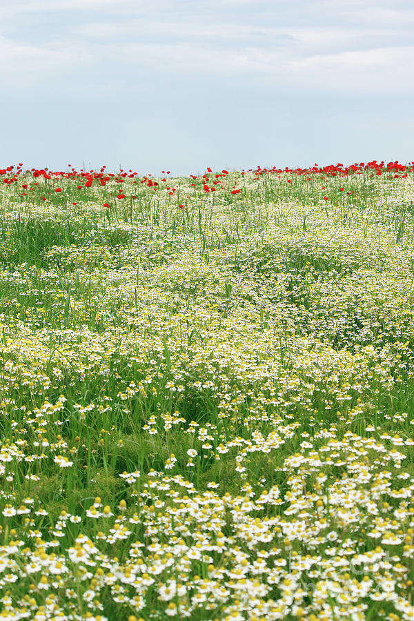 Chamomile Flower Meadow Spring Season Photograph by Goce Risteski