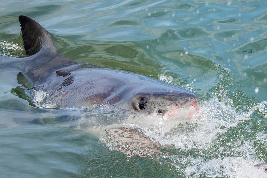 Great White Shark, South Africa Photograph by Chantelle Flores - Fine ...