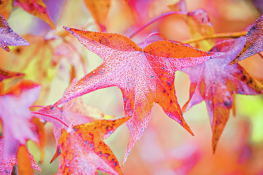Autumn leaves decorate a beautiful nature bokeh background with Photograph by Alex Grichenko ...