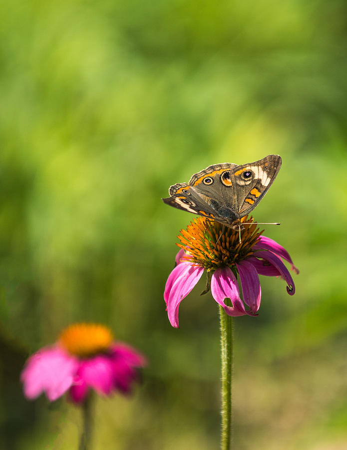 5 Butterflies - Butterfly 5 Photograph by Martin Jacobvitz - Fine Art ...
