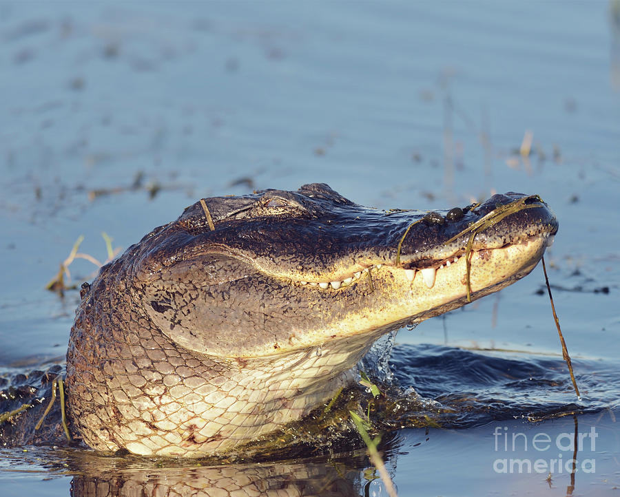 Wild Florida Alligator Photograph by Svetlana Foote - Fine Art America