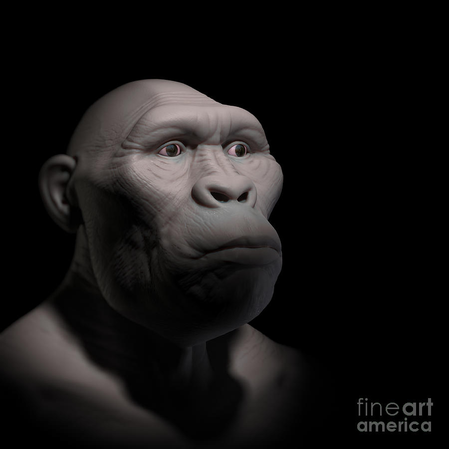 Australopithecus Photograph by Science Picture Co - Fine Art America