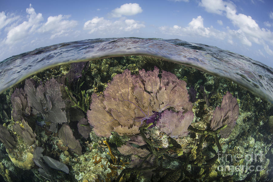 Gorgonians And Reef Building Corals Photograph By Ethan Daniels Fine