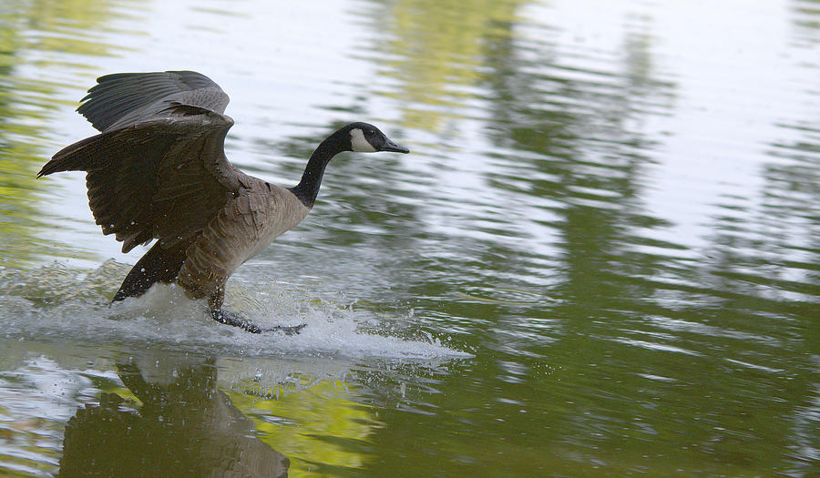 Canada Goose Water Landing Photograph by Roy Williams - Fine Art America