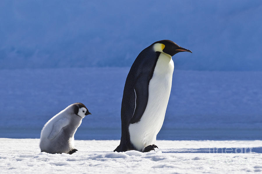 Emperor Penguin And Chick Photograph By Jean Louis Klein And Marie Luce