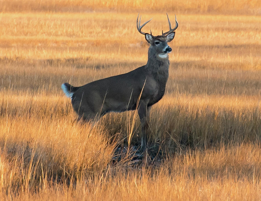 8 Pointer Photograph by Bob Jensen - Fine Art America
