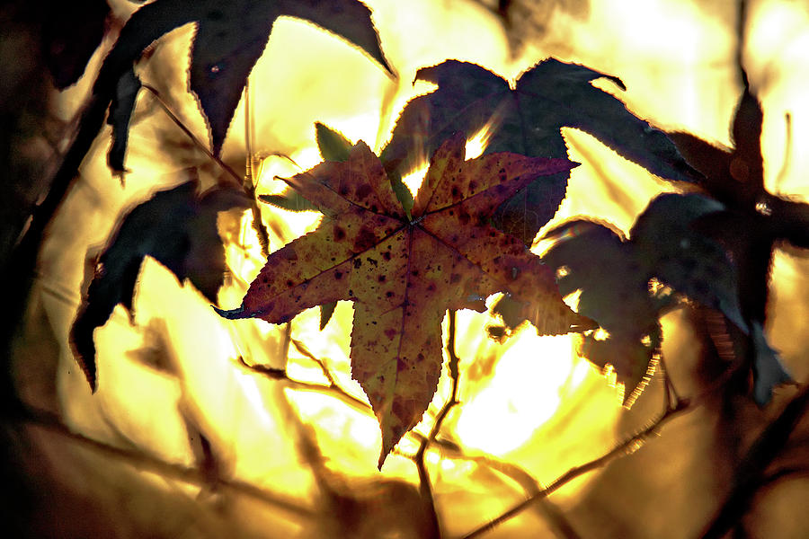Autumn leaves decorate a beautiful nature bokeh background with Photograph by Alex Grichenko ...