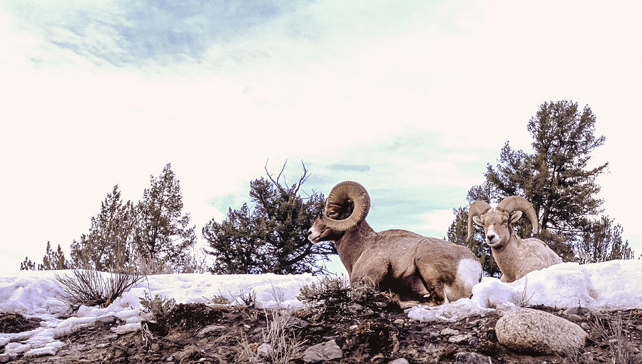 A Bighorn sheep moment Photograph by Floyd Bond - Fine Art America