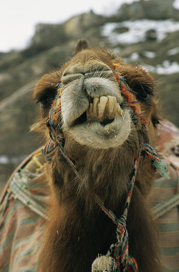 A Camel Displays Its Teeth Photograph by Tim Laman