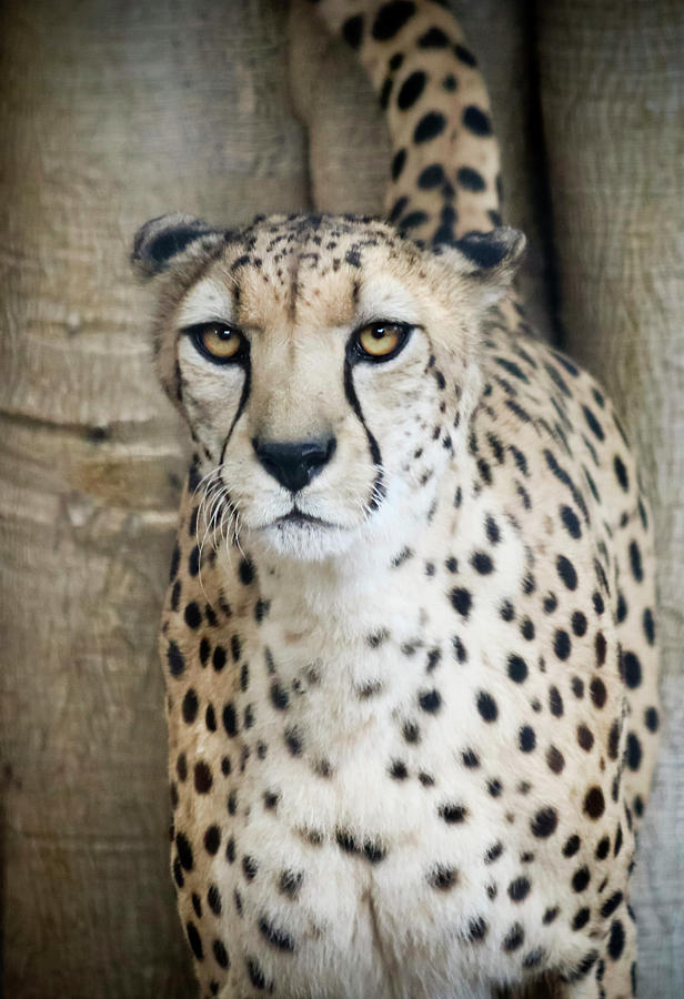 A Cheetah Lifts Its Tail On A Tree Marking Its Territory Photograph By Derrick Neill Pixels