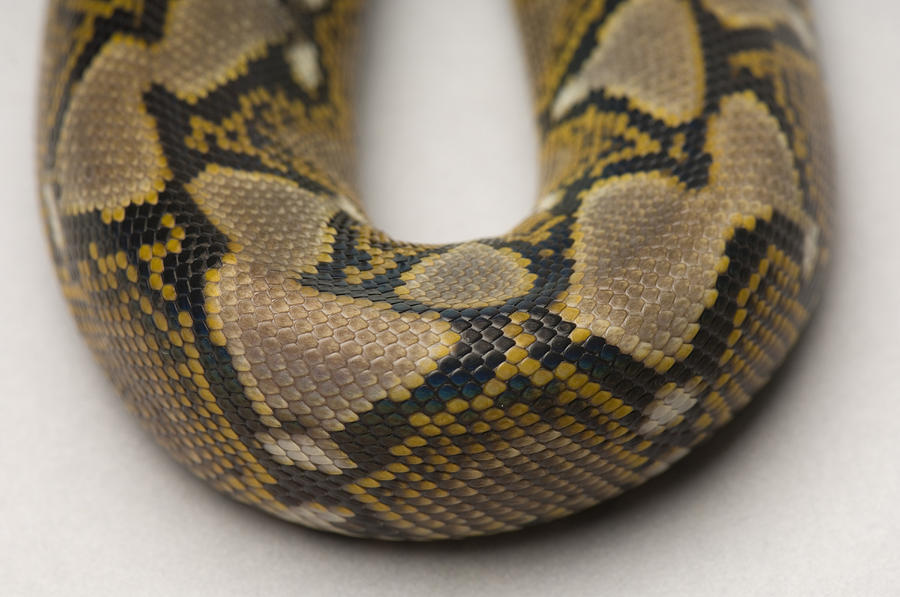 A Juvenile Reticulated Python Photograph by Joel Sartore