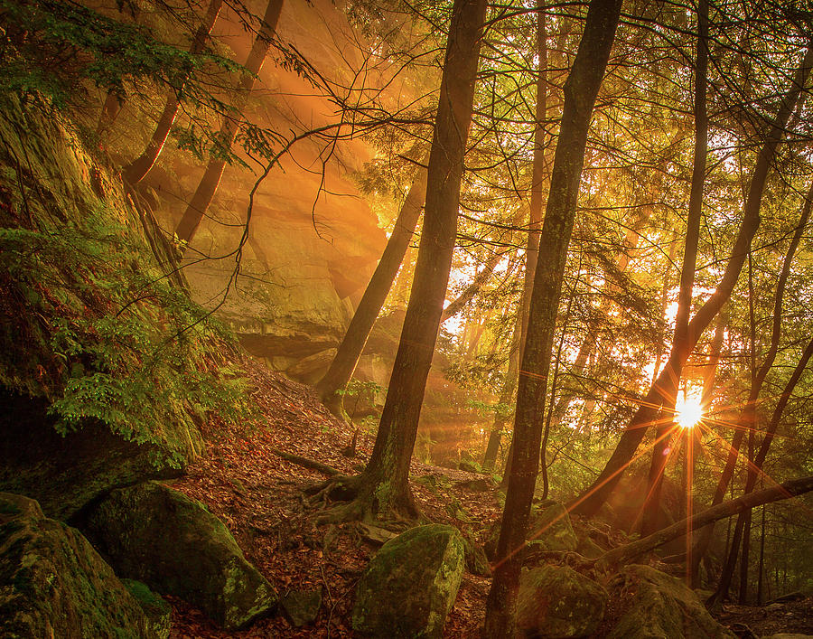 A light in the forest Photograph by David Jugan | Pixels