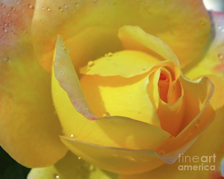 A Real Budding Beauty Rose Photograph By Cindy Treger