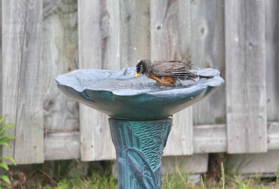 A robin bathing Photograph by Hugh McClean - Fine Art America