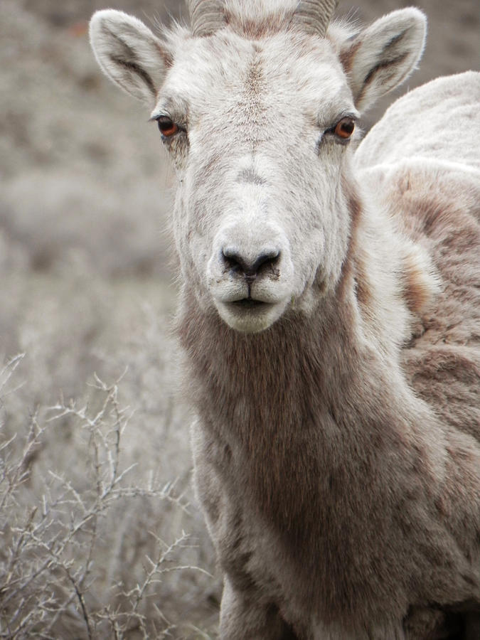 A Sheep's Stare Photograph by Leslie Kennedy - Fine Art America