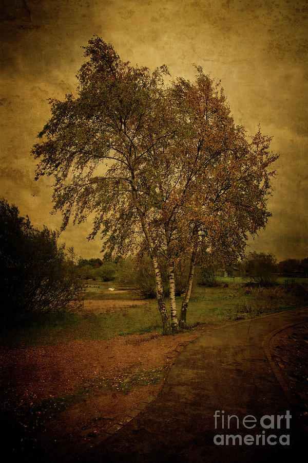 A Single Birch Tree Photograph by MSVRVisual Rawshutterbug - Fine Art America