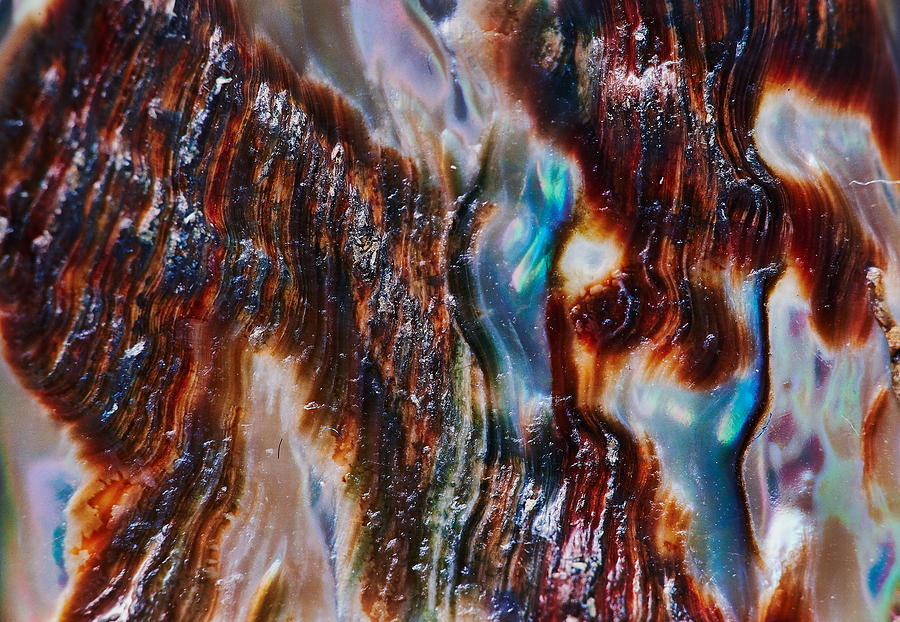 Abalone Shell Back Photograph by Daniel Drzymalski - Pixels