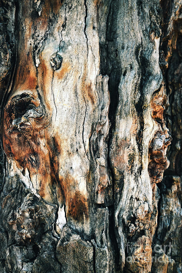 Abstract Detail Of An Old Tree Trunk Photograph by Jozef Jankola - Fine ...