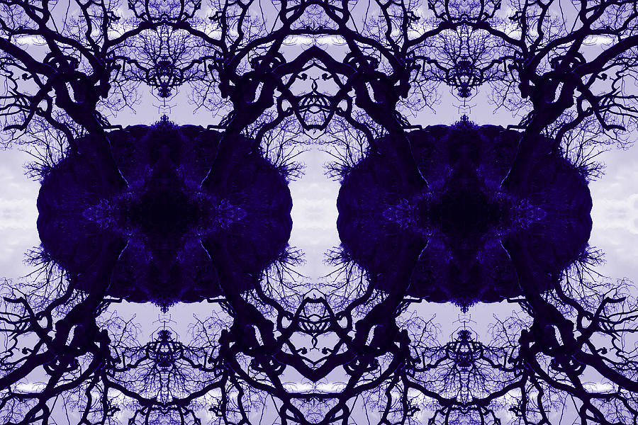 Abstract Tree Patterns Photograph by Caroline Vasica - Fine Art America