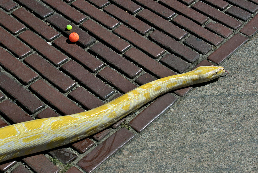 Abstract with Python Photograph by Arvind Garg - Fine Art America