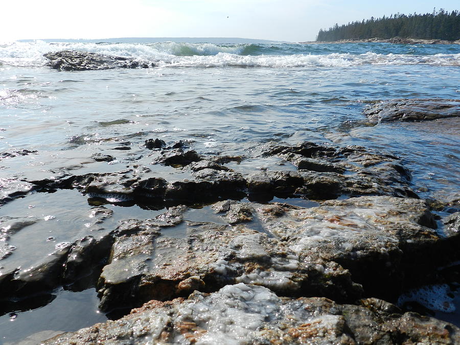 Acadia National Park Photograph by Robin Neff-Smith - Fine Art America