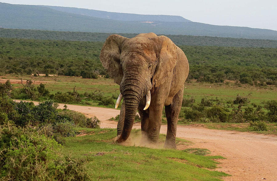 Addo Elephant Photograph by Martin Etsebeth - Fine Art America