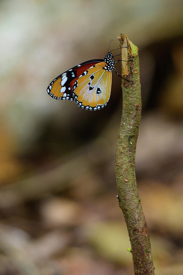 African Monarch Photograph by David Finlayson - Fine Art America