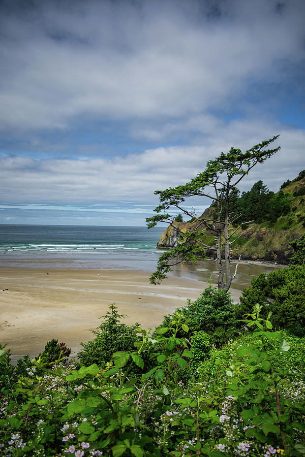 Agate Beach Photograph by Dave Roams - Fine Art America
