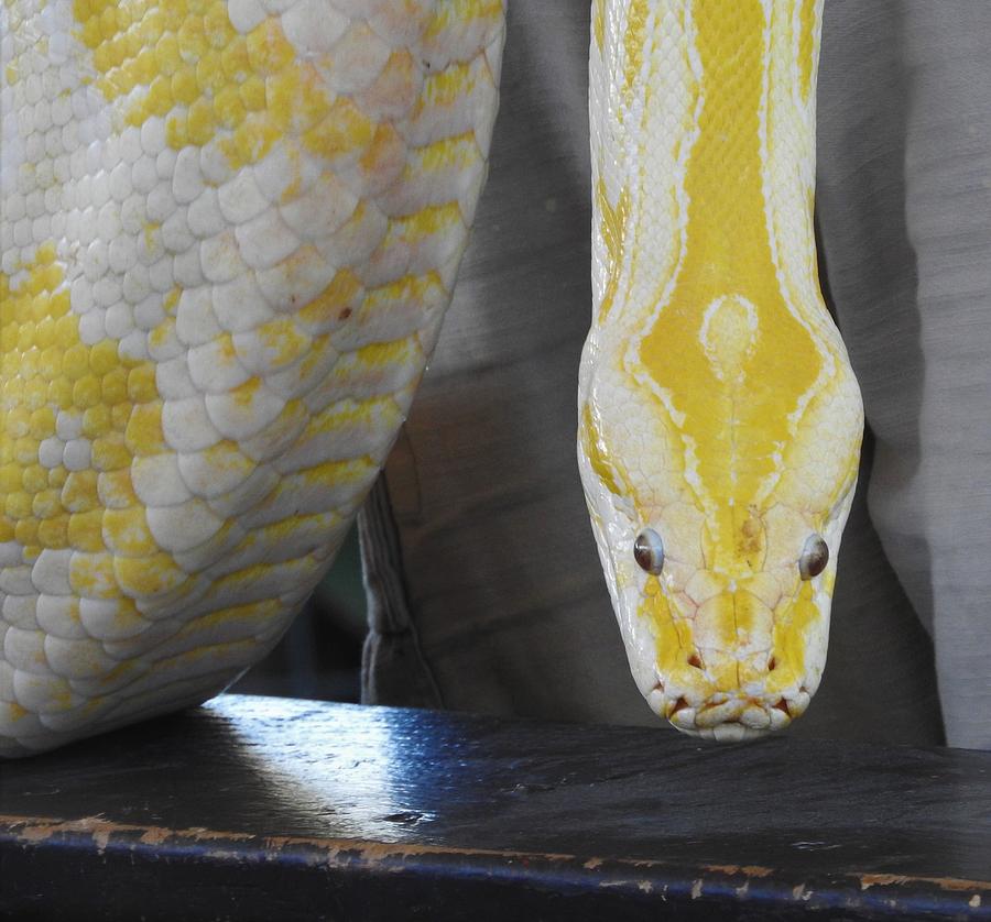 Albino Burmese Python Digital Art by Matthew Kramer - Fine Art America