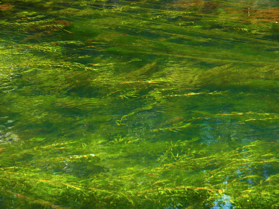 Algae Photograph by Stefania Levi - Pixels