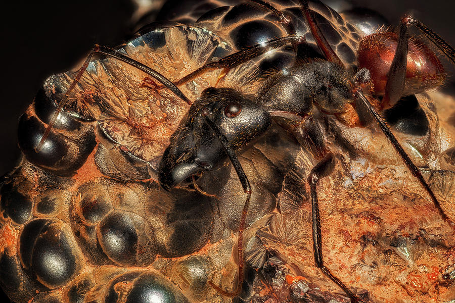 Alien Ant Photograph by Robert Storost - Pixels