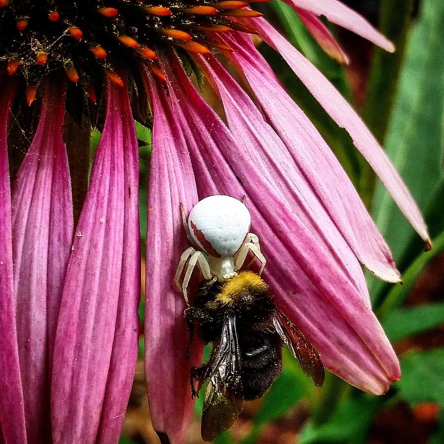Alien spider eats bee Photograph by Christie Czajkowski - Fine Art America