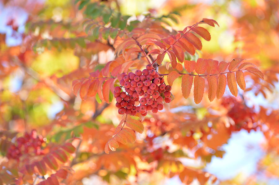 All About Autumn Photograph by Tammy Stoner - Fine Art America