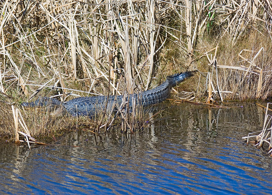 Alligator on the Bayou Photograph by Robert Brown - Fine Art America