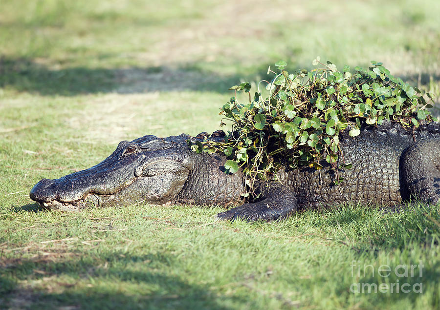Alligator resting with some water plants on its back Photograph by ...