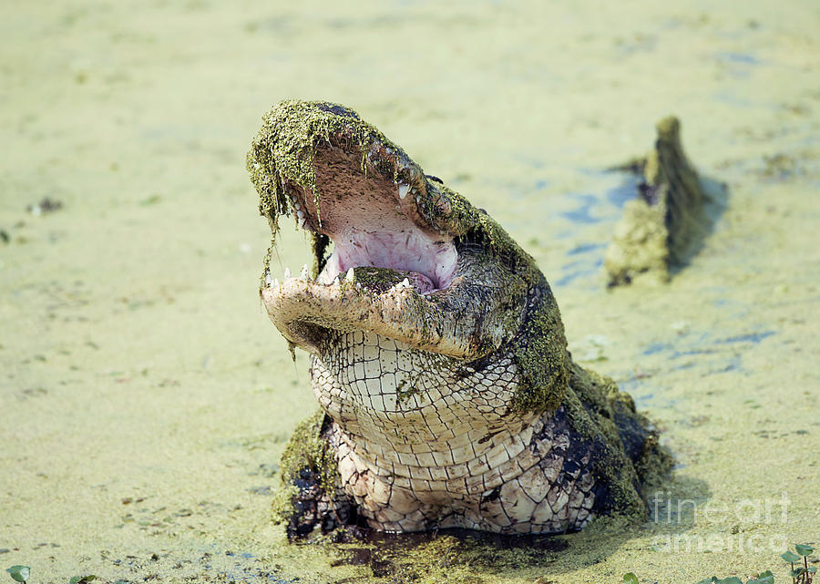 Alligator with its mouth open Photograph by Svetlana Foote - Fine Art ...