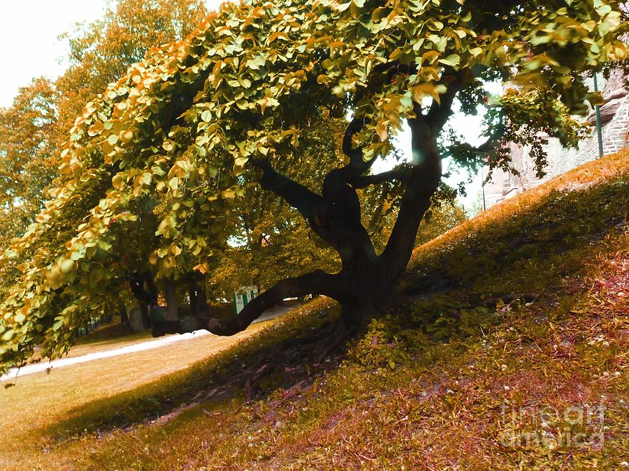 Almost Falling Down Photograph by Ilan Ronn - Fine Art America