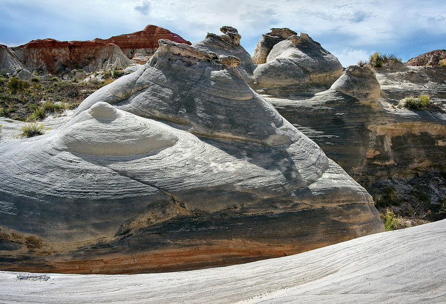 Along the Toadstools Trail Photograph by Adele Buttolph - Fine Art America