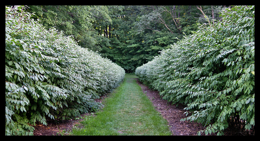 Alternate Path Photograph by Brian Kenney - Fine Art America